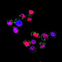 Anti-MNDA Antibody, clone 3C1 | MABC1170